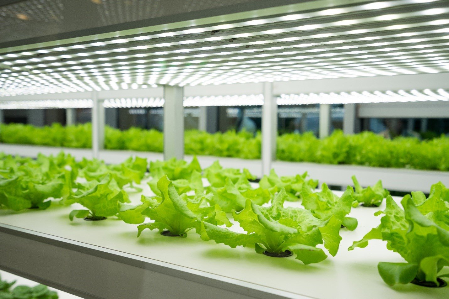Can Indoor Agriculture Help Feed a Growing World? - Power Forward With PSO